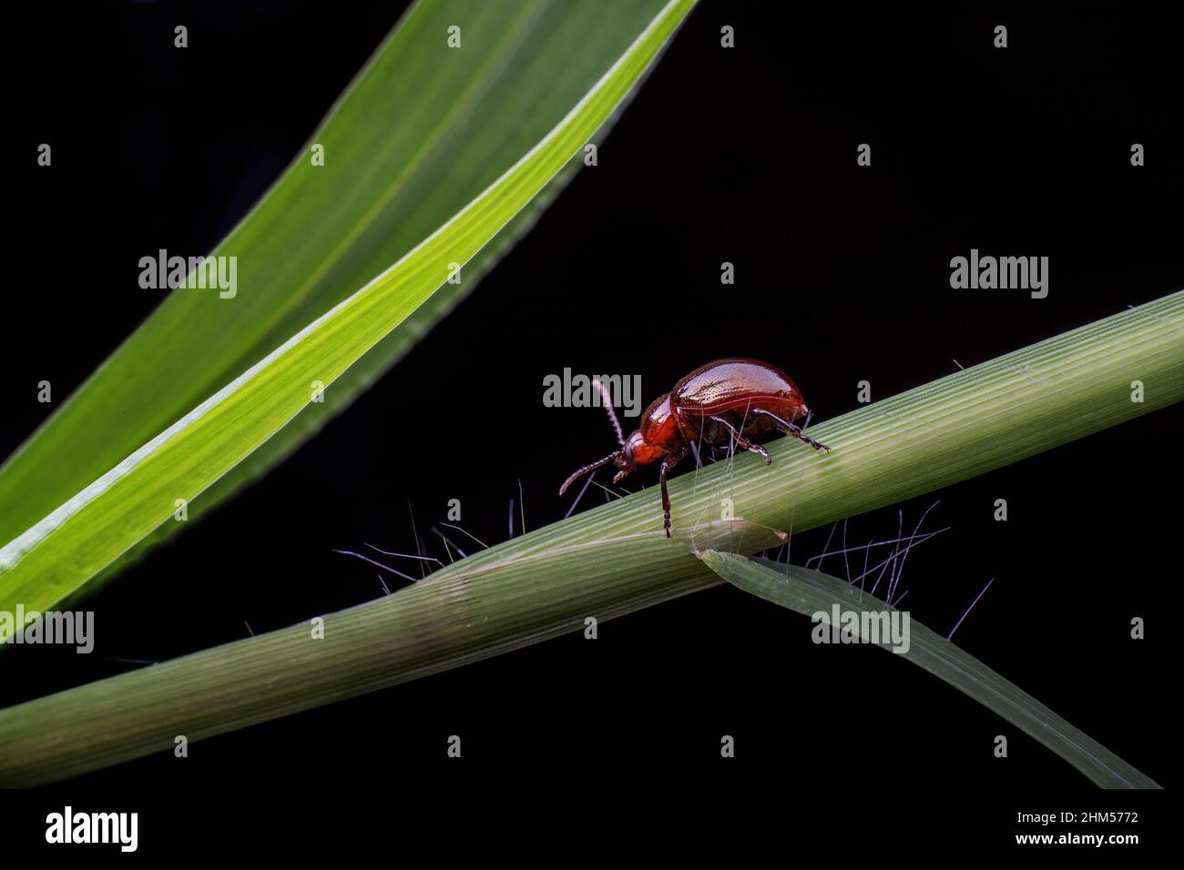 Chongqing mountain ecological - leaf hoppers Stock Photo - Alamy