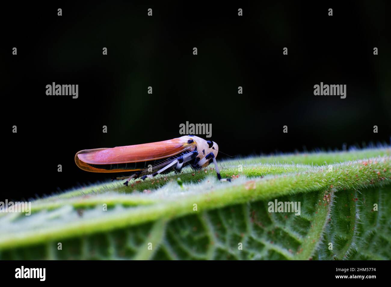 Chongqing mountain ecological - leaf hoppers Stock Photo - Alamy