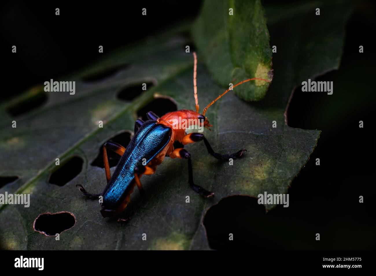 Chongqing mountain ecological - caterpillar Stock Photo - Alamy