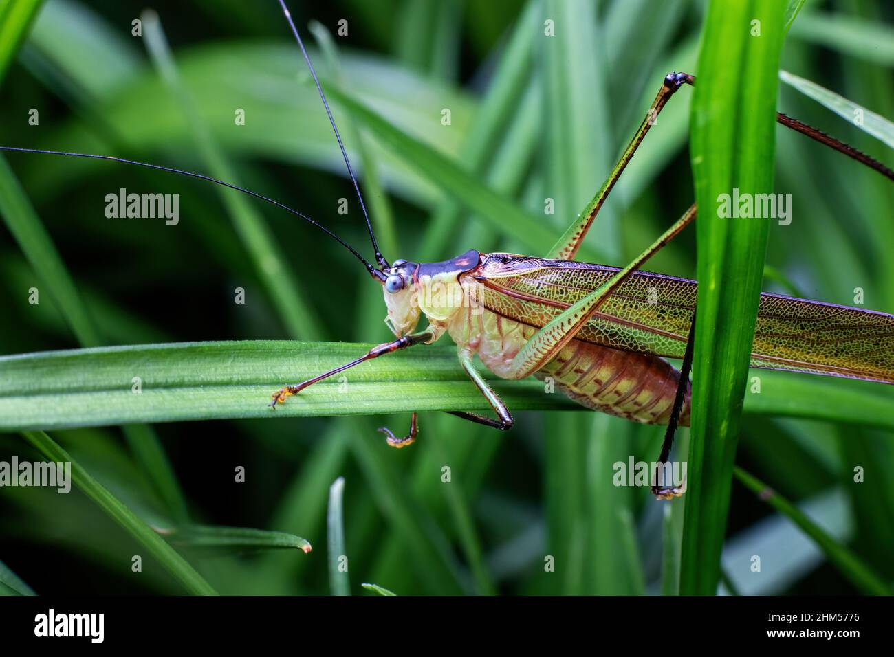 Chongqing mountain ecological - leaf hoppers Stock Photo - Alamy