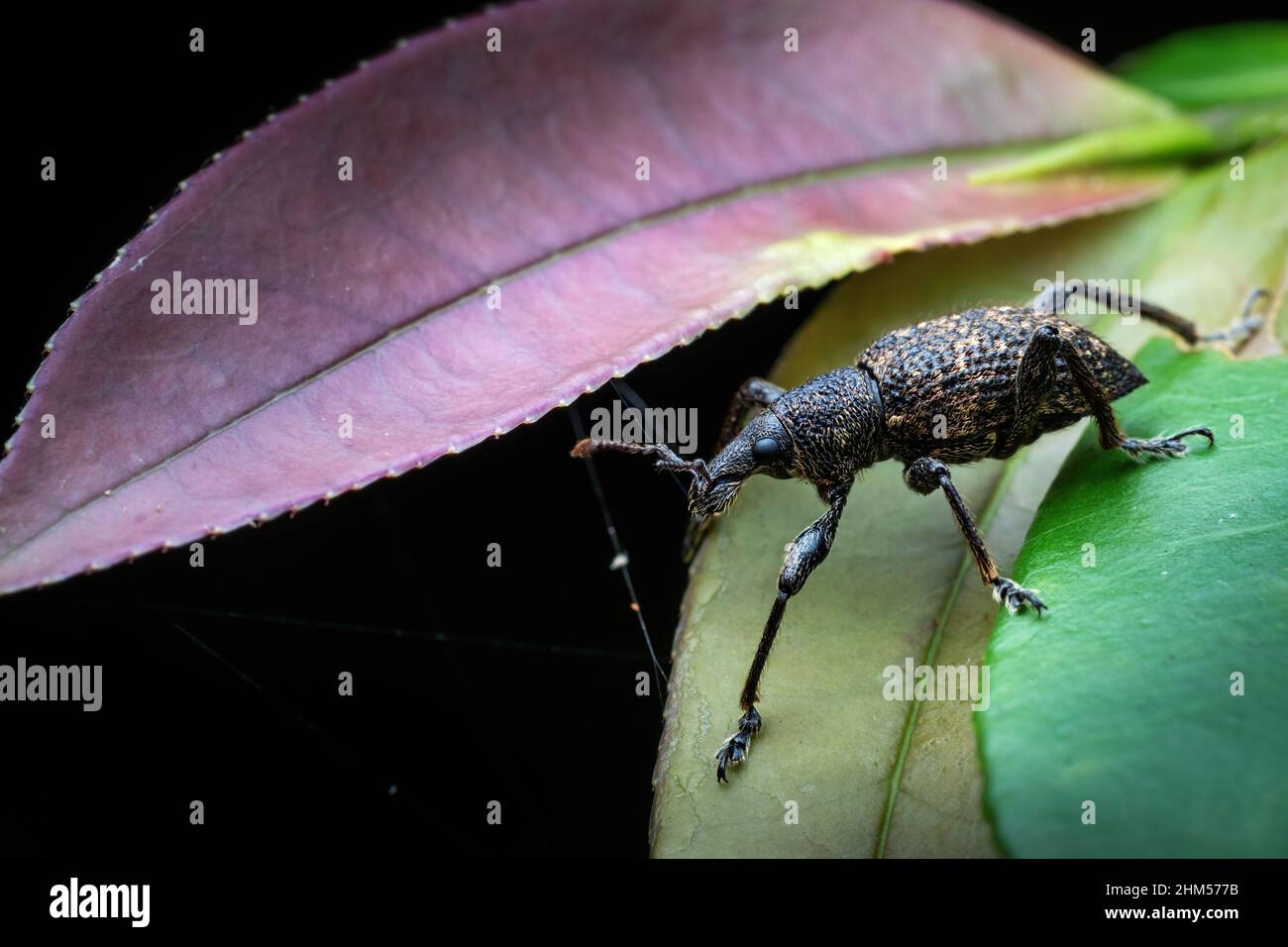 Sweet Potato Ants at Lynda Bowman blog