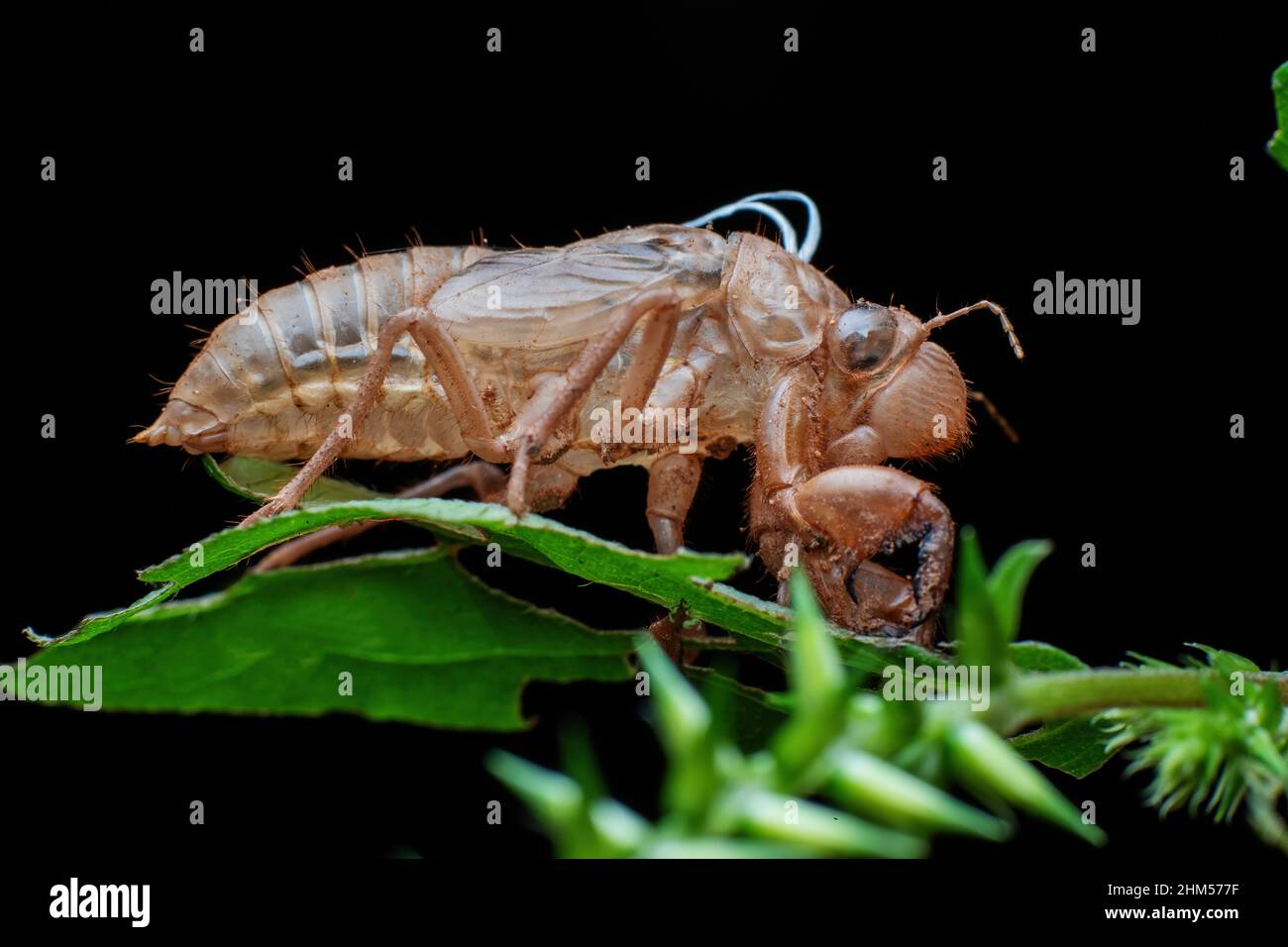 Chongqing mountain ecological - leaf hoppers Stock Photo - Alamy