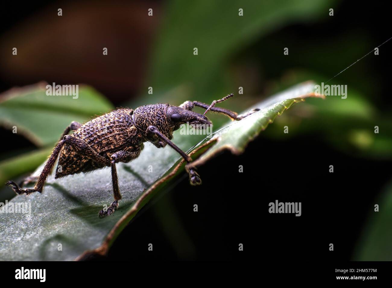 Chongqing mountain ecological - like a sweet potato ants Stock Photo ...