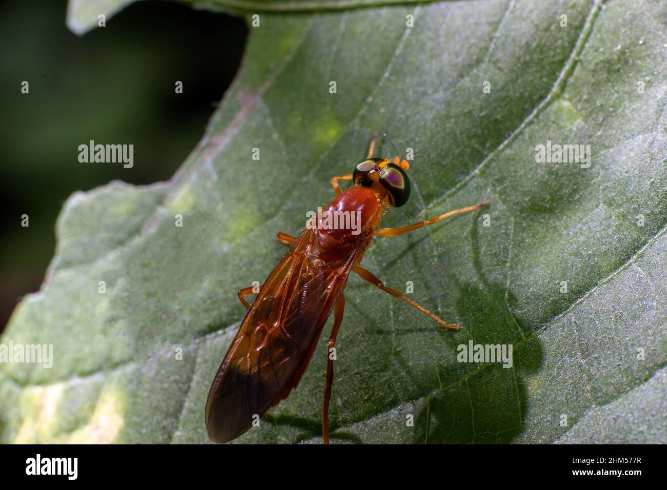 Chongqing mountain ecological - leaf hoppers Stock Photo - Alamy