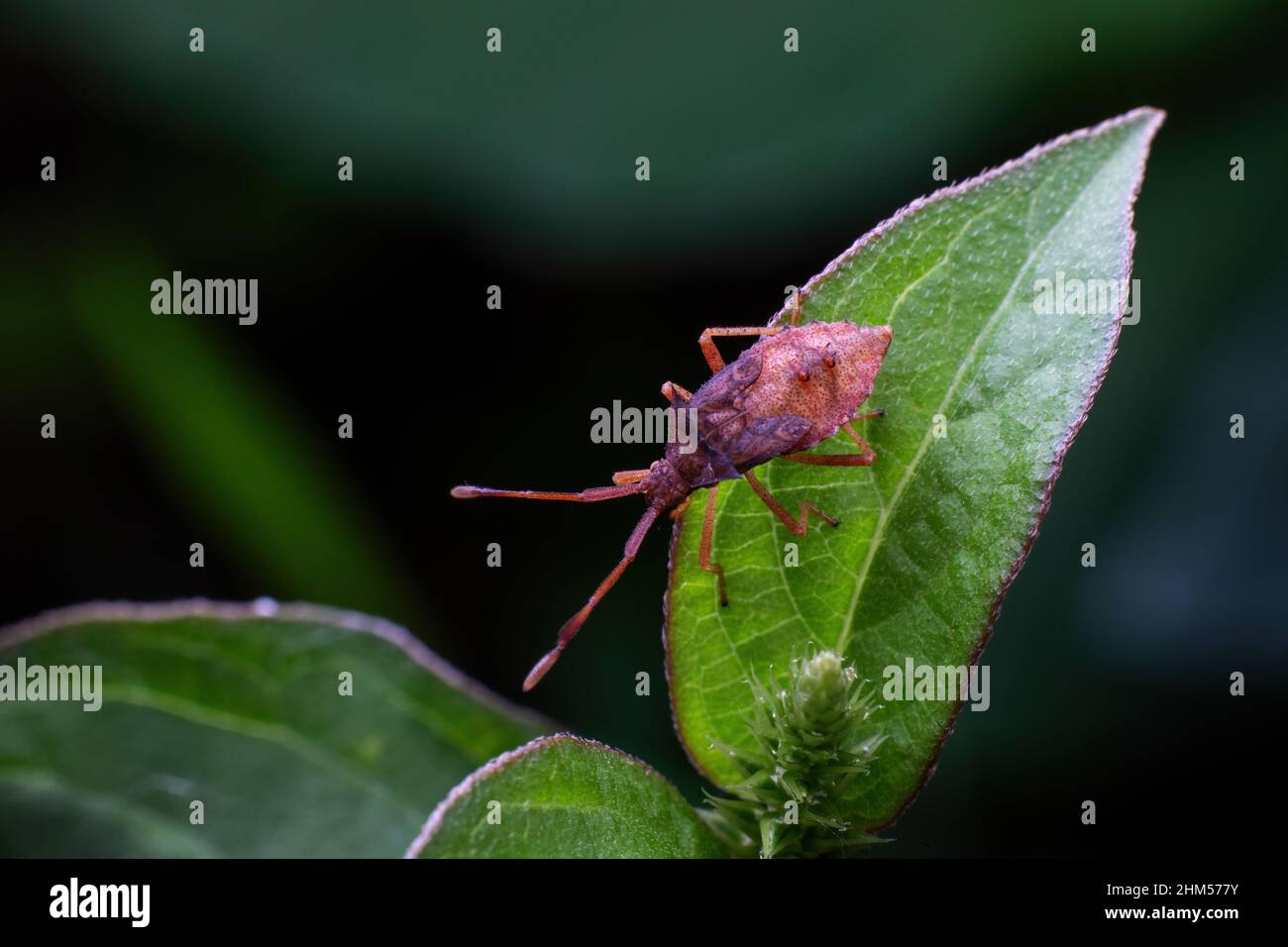 Chongqing mountain ecological - bugs Stock Photo - Alamy