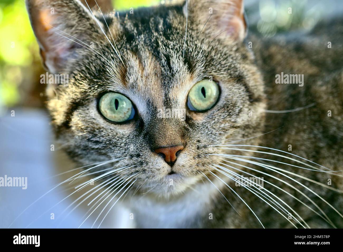 Portrait of a cat Stock Photo - Alamy