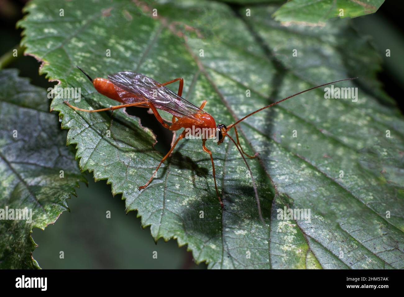 Chongqing mountain ecological - ichneumon wasp Stock Photo - Alamy