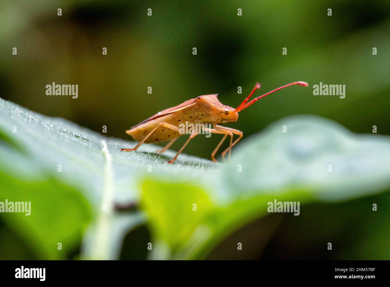 Chongqing mountain ecological - bugs Stock Photo - Alamy