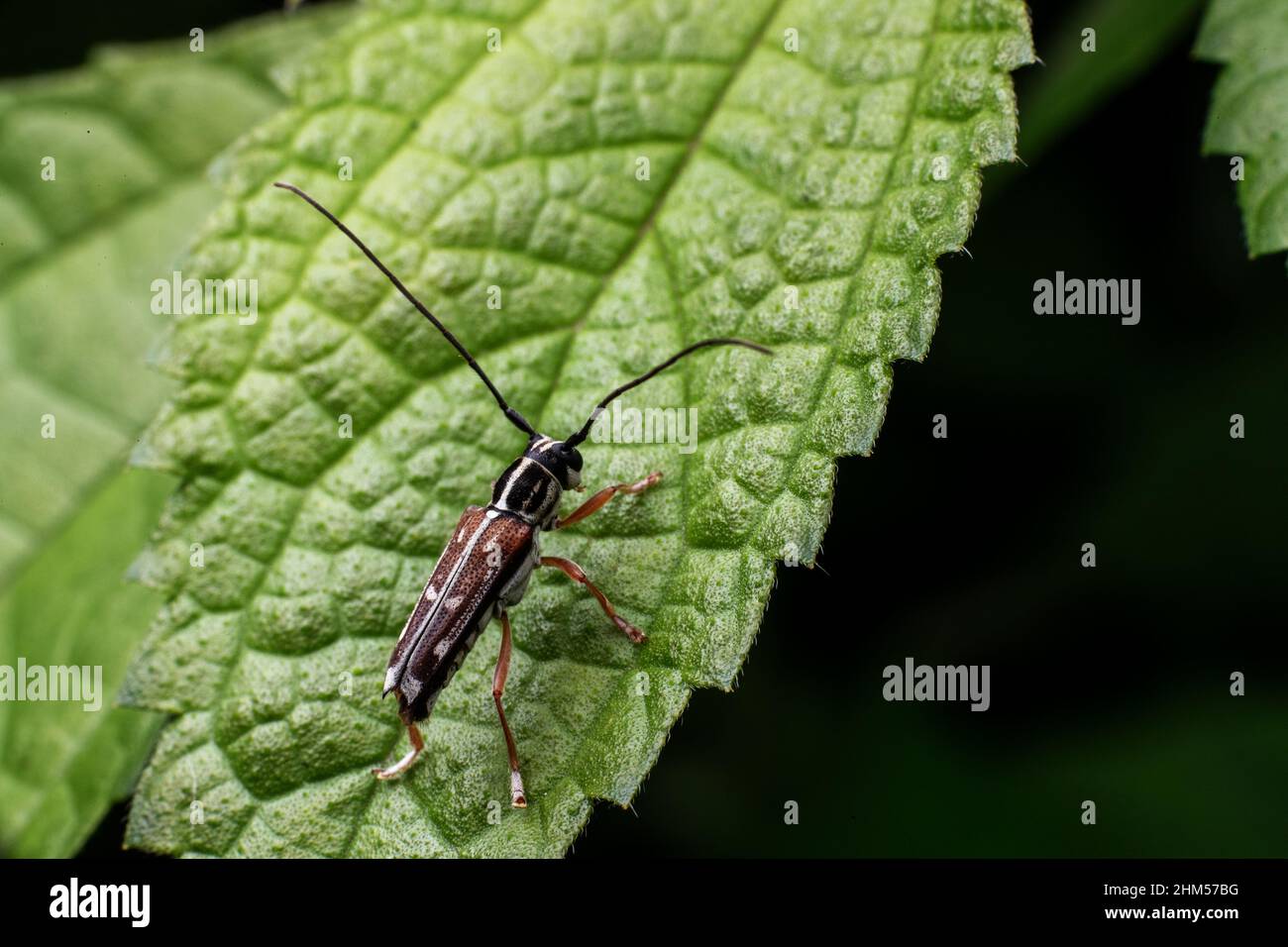 Chongqing mountain ecological - longicorn Stock Photo - Alamy