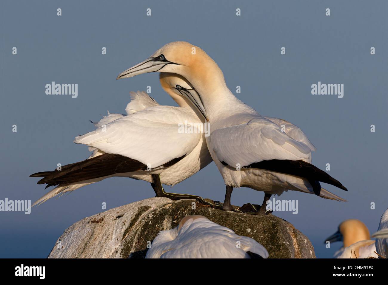 Northern Gannet adult pair courtship Stock Photo - Alamy