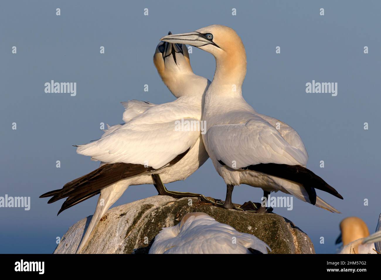 Northern Gannet adult pair courtship Stock Photo - Alamy