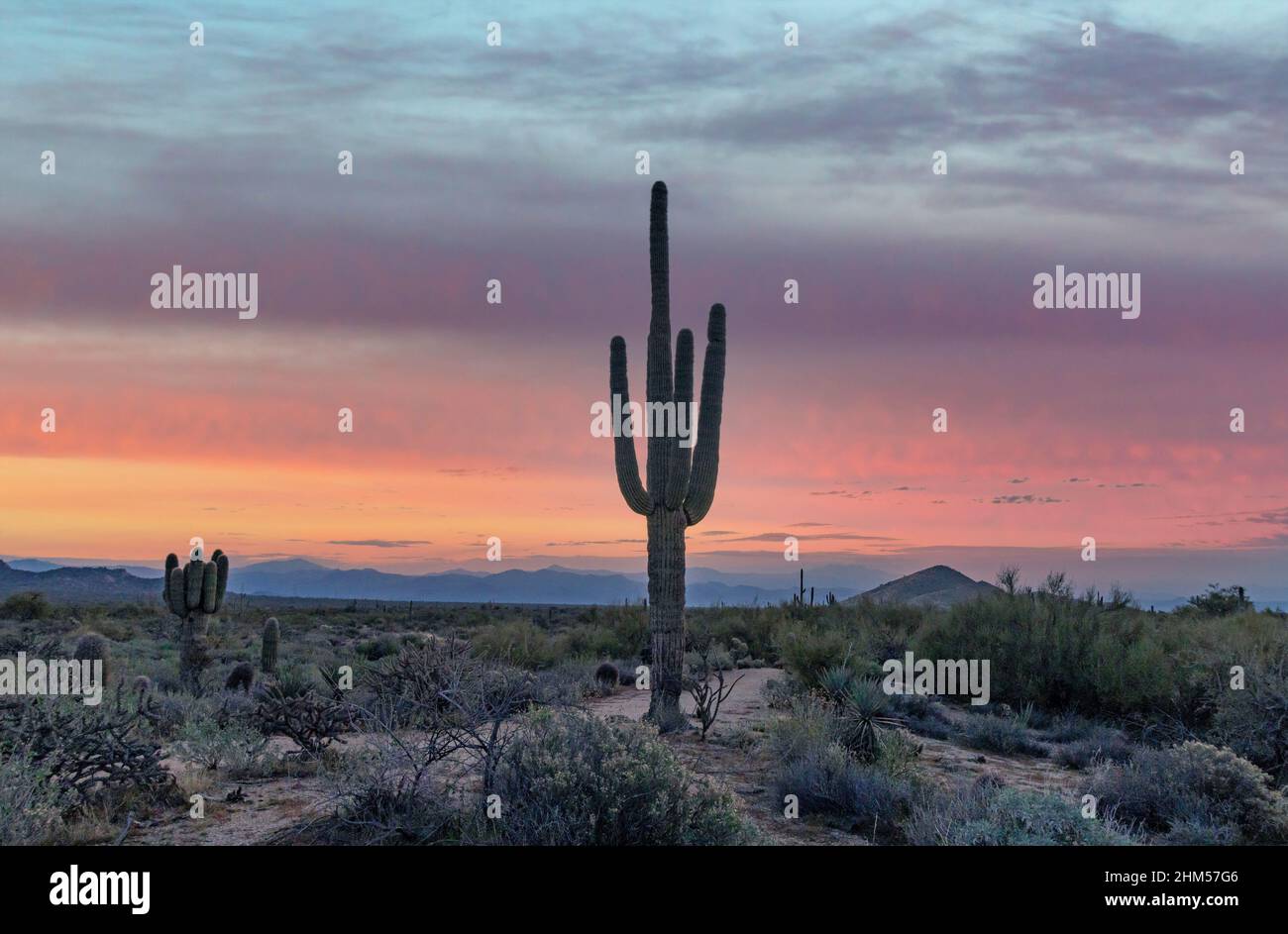 A Single Saguaro cacti at sunrise time in North Scottsdale Arizona ...