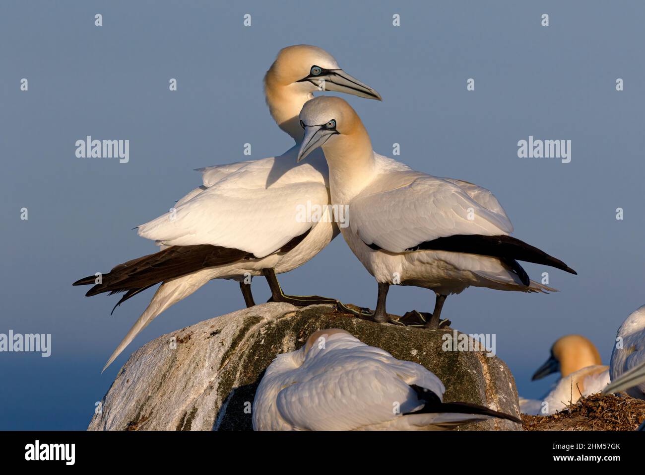 Gannet pair bonding hi-res stock photography and images - Alamy