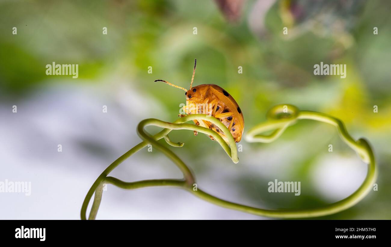 Chongqing mountain ecological - ladybug Stock Photo - Alamy