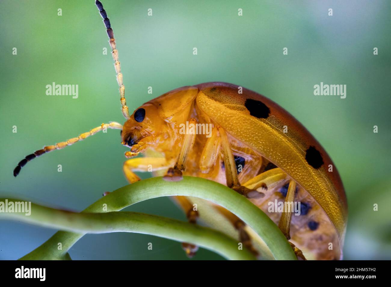 Chongqing mountain ecological - ladybug Stock Photo - Alamy