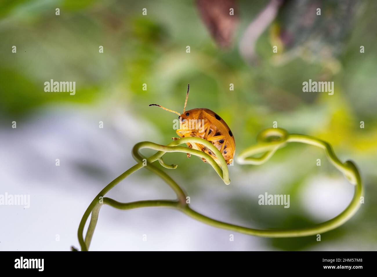 Chongqing mountain ecological - ladybug Stock Photo - Alamy