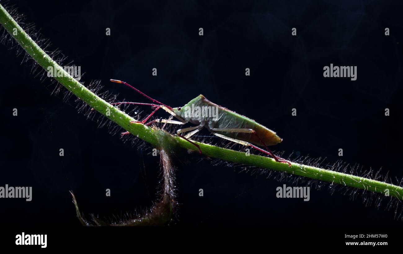 Chongqing mountain ecological - bugs Stock Photo - Alamy