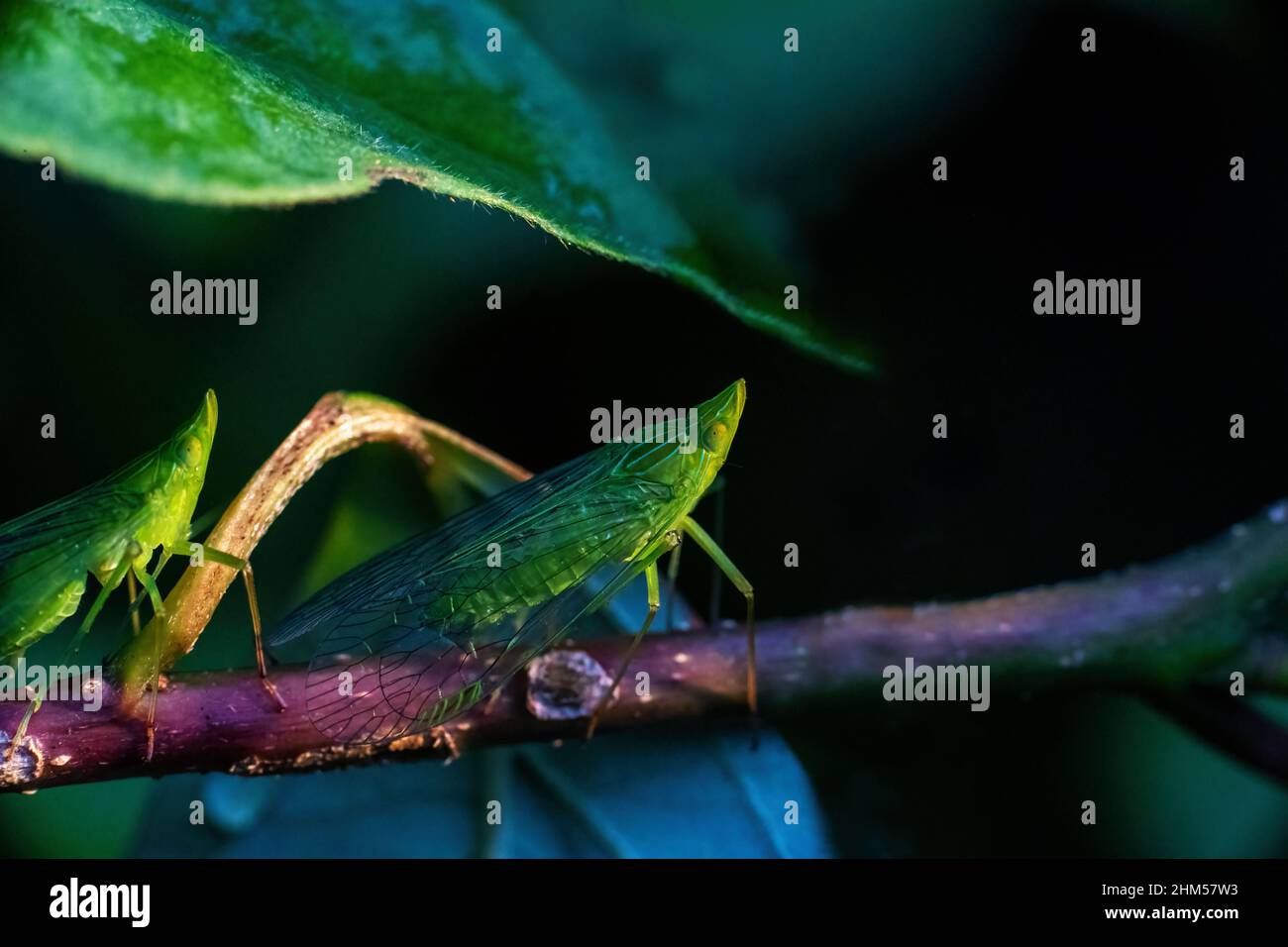 Chongqing mountain ecological - lacewing flies in all directions Stock ...