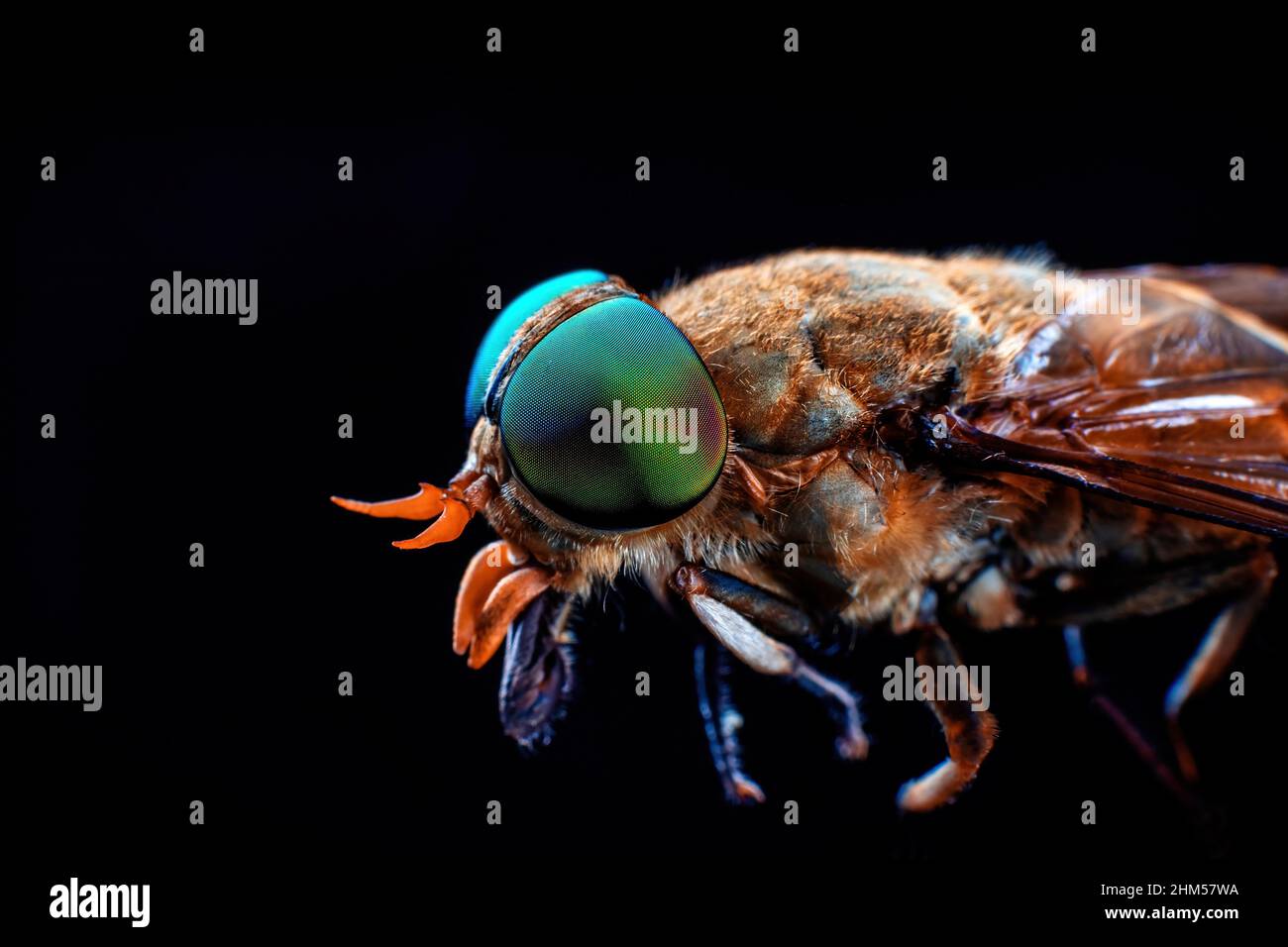 Chongqing mountain ecological - bot Stock Photo - Alamy