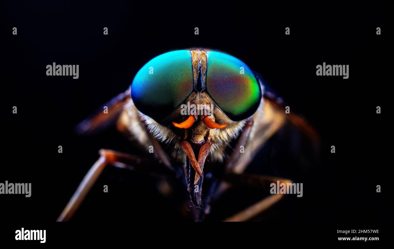 Bot flies hi-res stock photography and images - Alamy