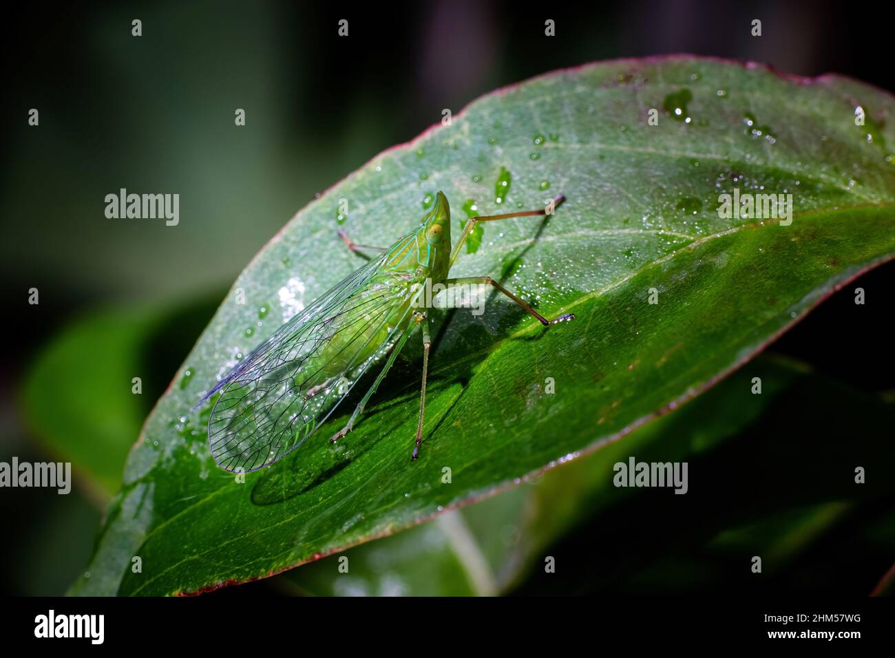 Chongqing mountain ecological - lacewing flies in all directions Stock ...