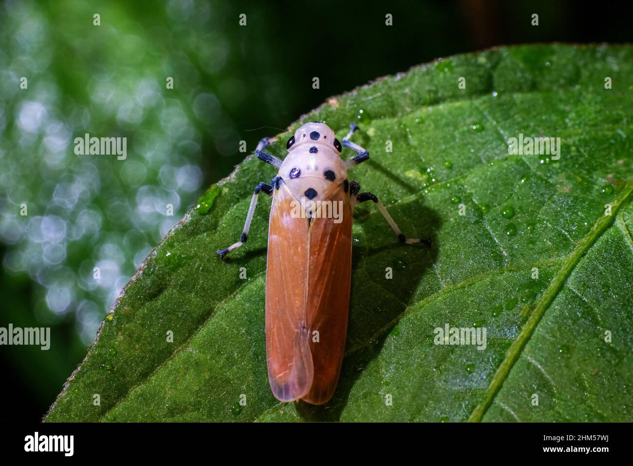 Chongqing mountain ecological - leaf hoppers Stock Photo - Alamy