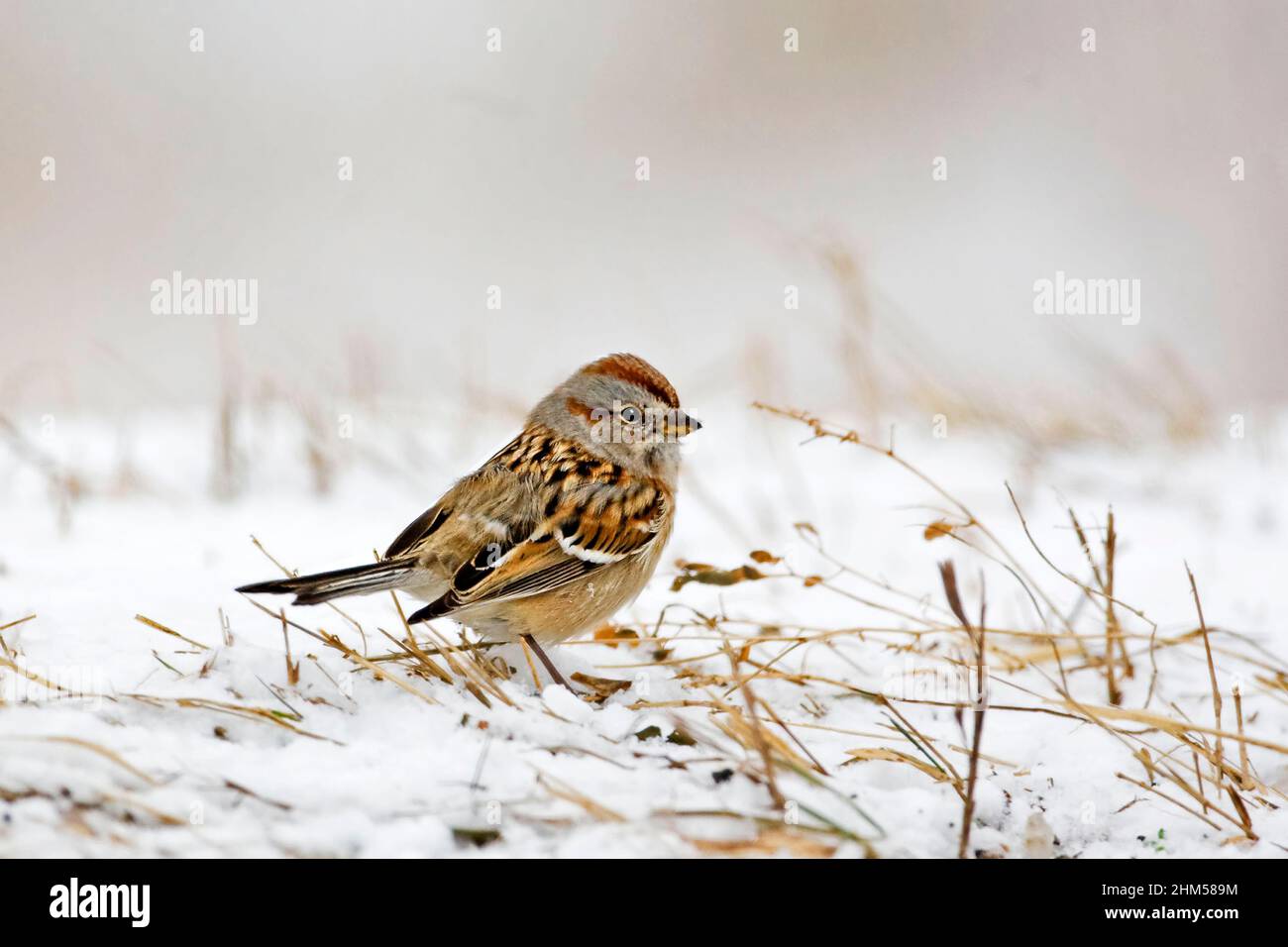 Species american tree sparrow hi-res stock photography and images - Alamy
