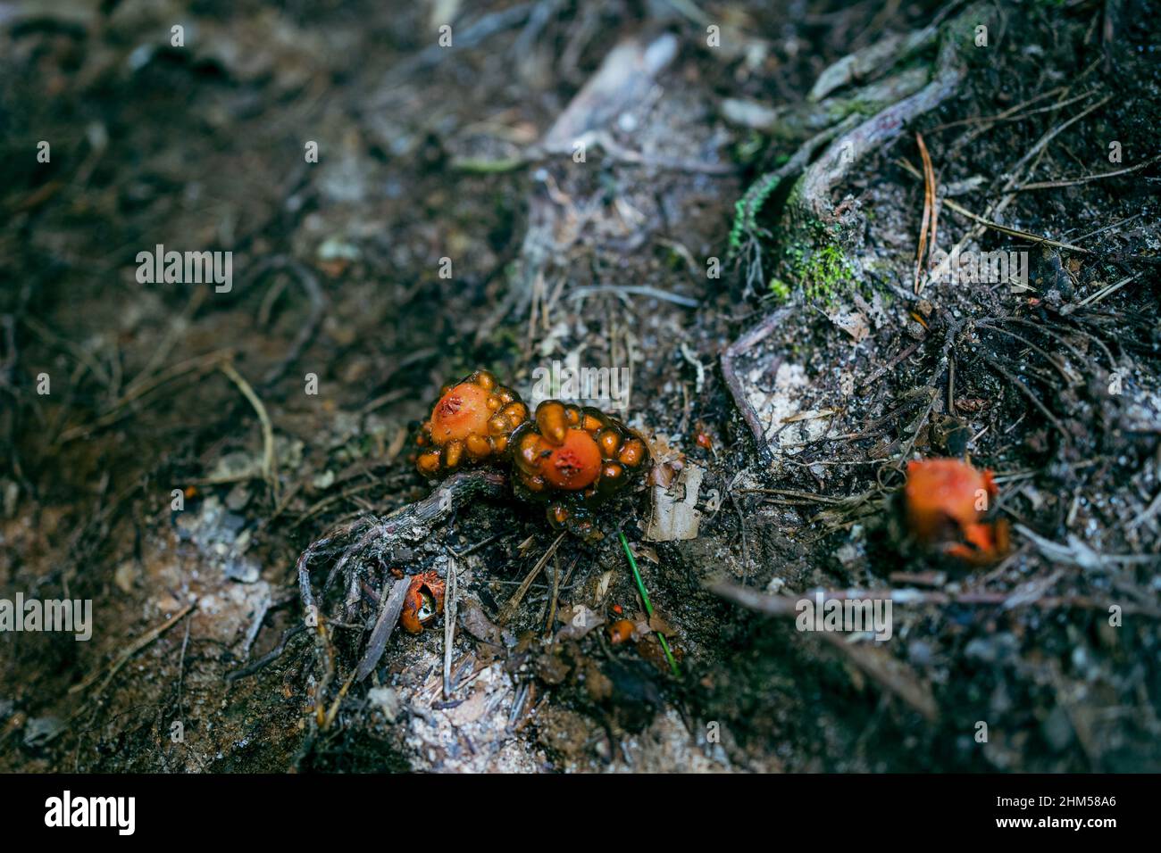 Genus calostoma hi-res stock photography and images - Alamy