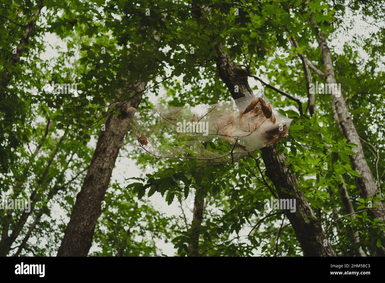 Wildlife spider web between trees Stock Photo - Alamy