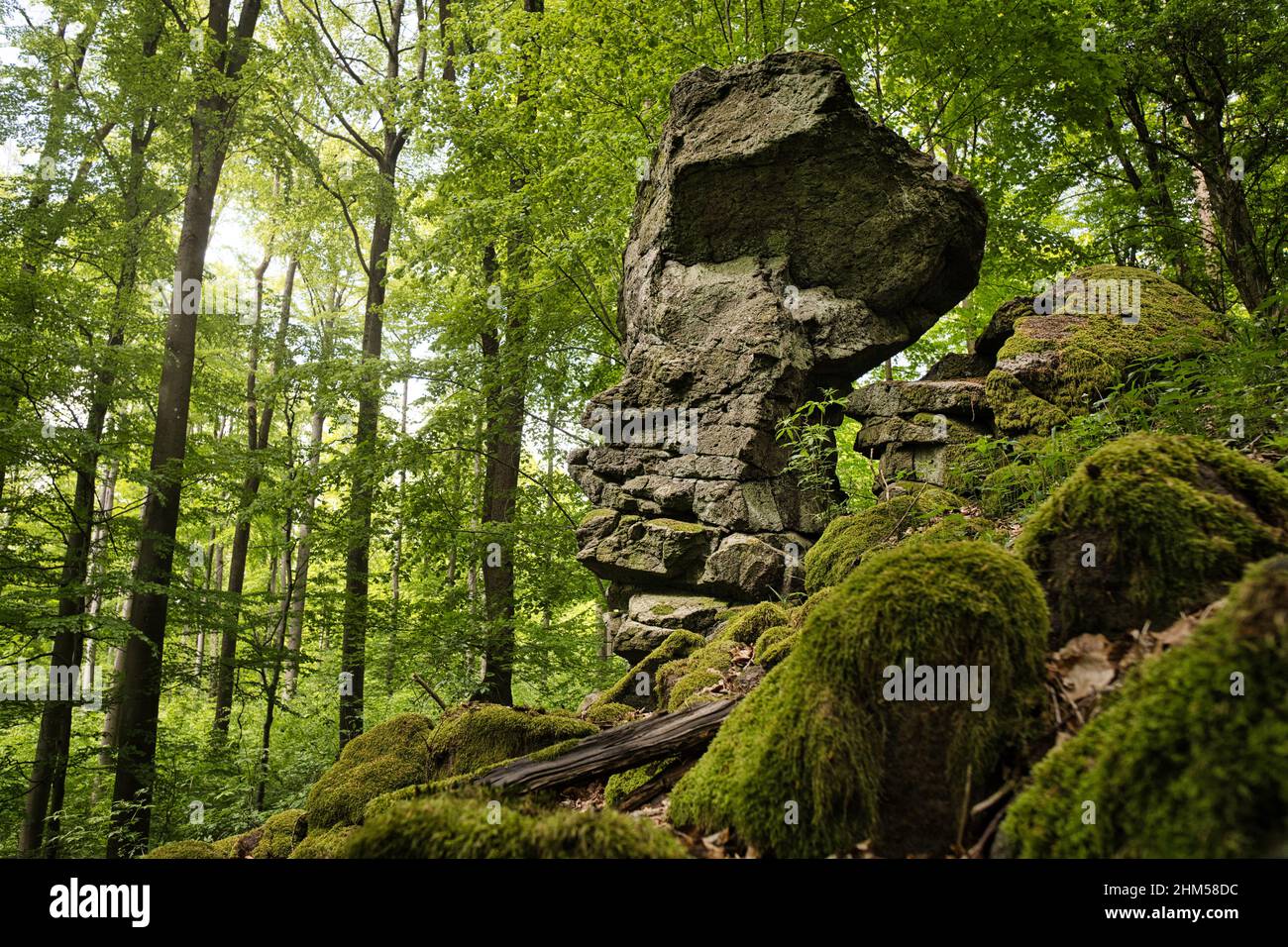 Huge trees moss rock hi-res stock photography and images - Alamy