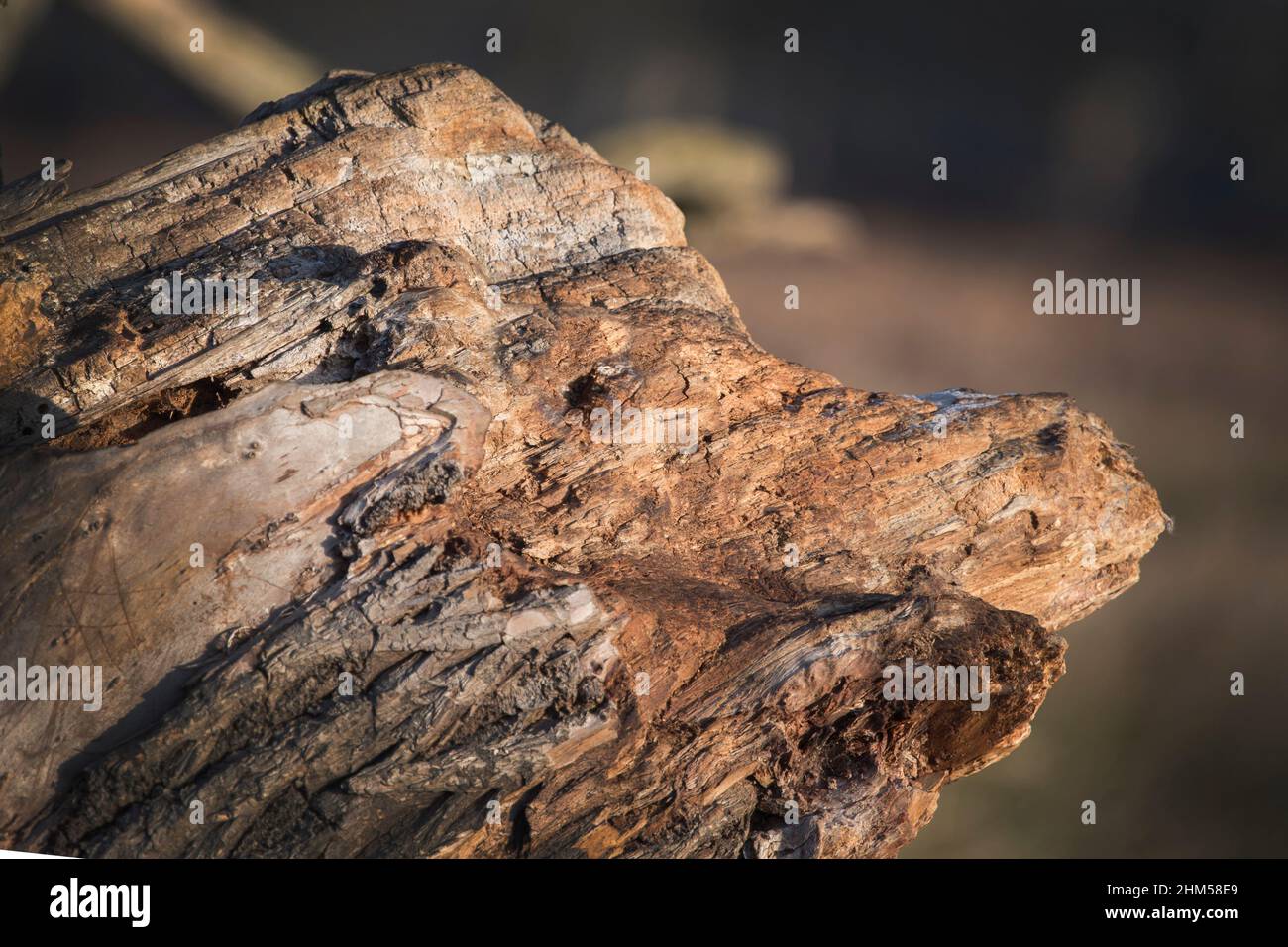 Old rotting trre stump looking like a head of a pig Stock Photo - Alamy