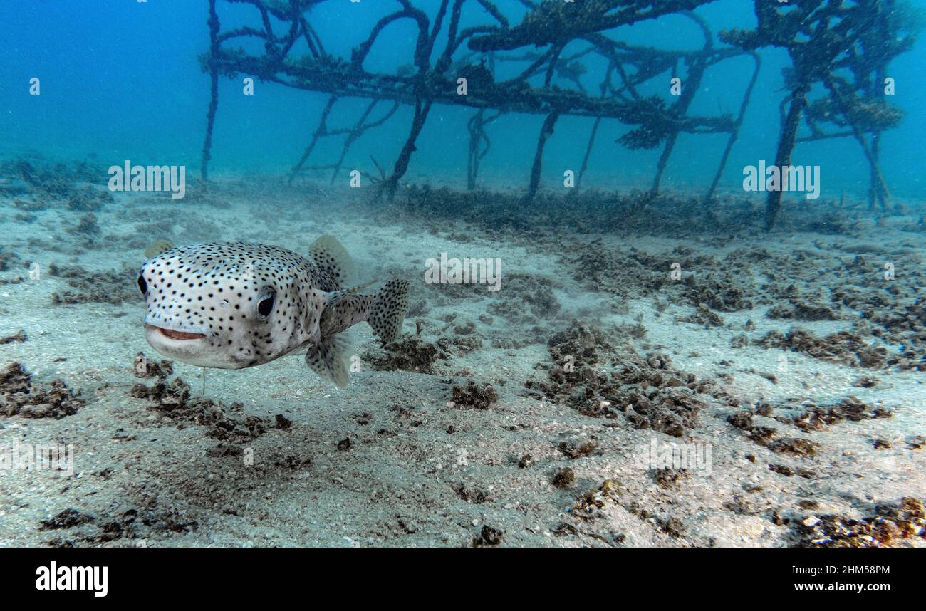 Porcupine fish hi-res stock photography and images - Alamy