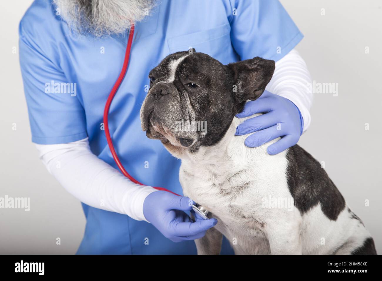 Veterinarian man examining a cute small dog by using stethoscope ...