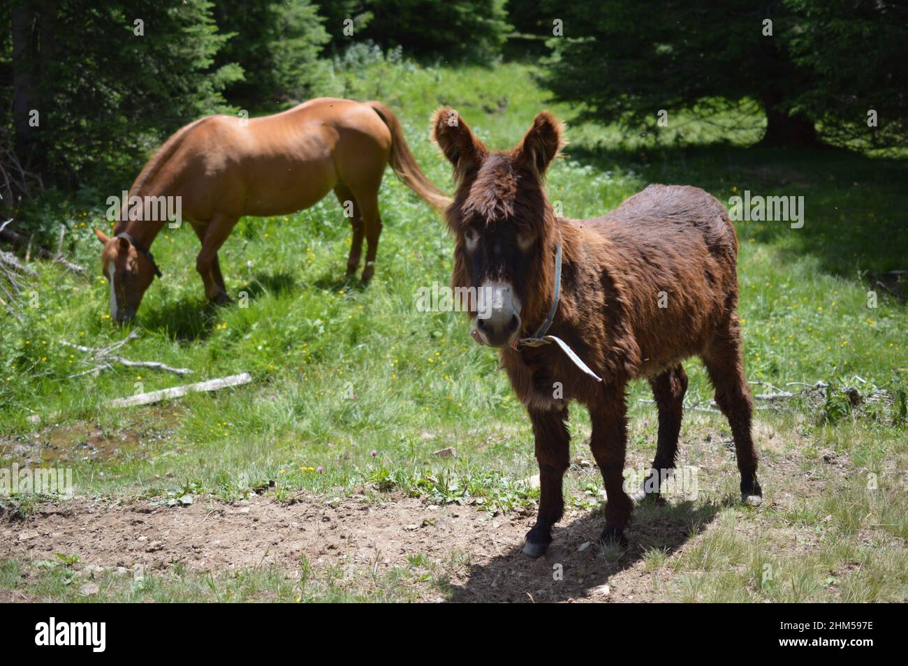 Esel europa hi-res stock photography and images - Alamy
