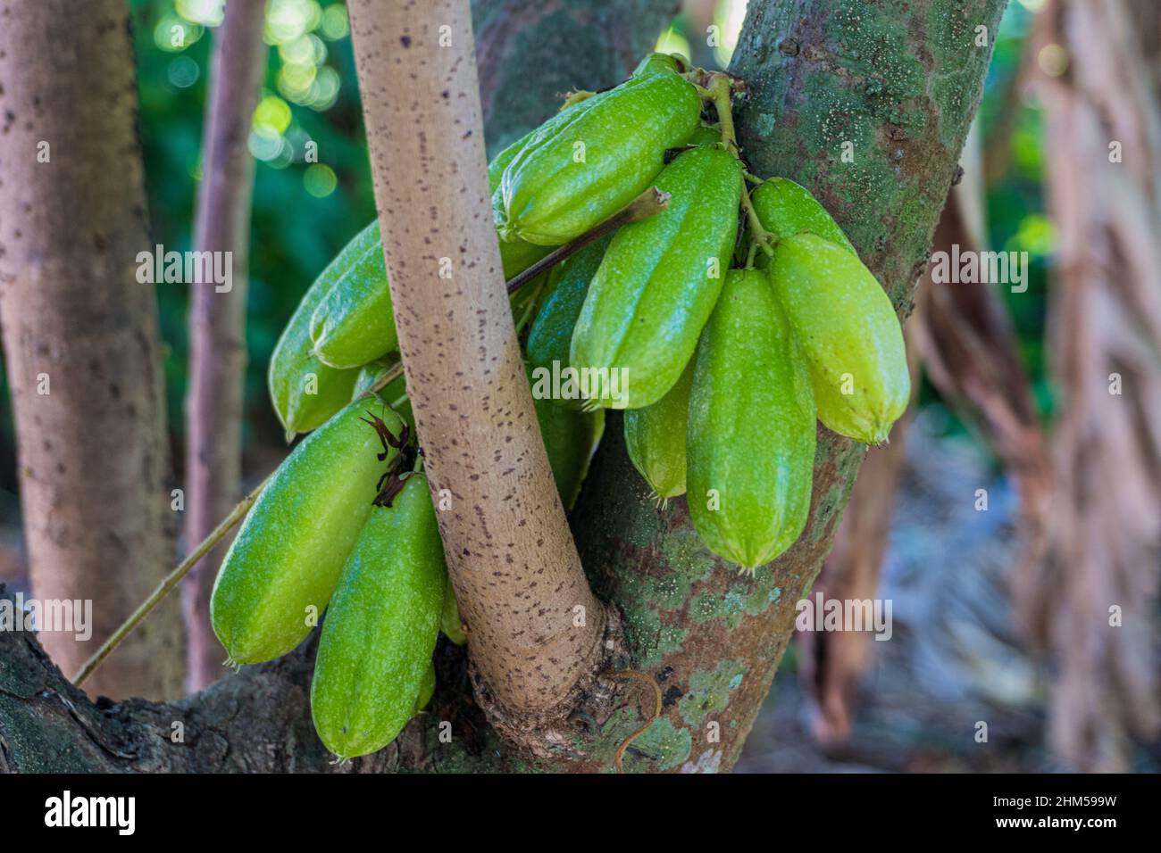 Bilimbi tree hi-res stock photography and images - Alamy