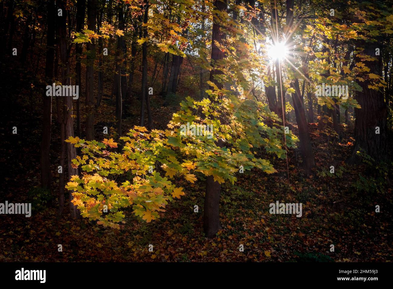 sunshine through the forest leaves Stock Photo - Alamy