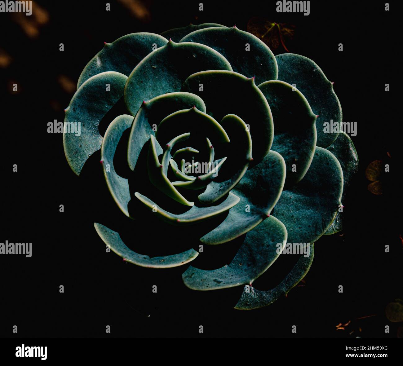 succulent top view with light shadows Stock Photo - Alamy