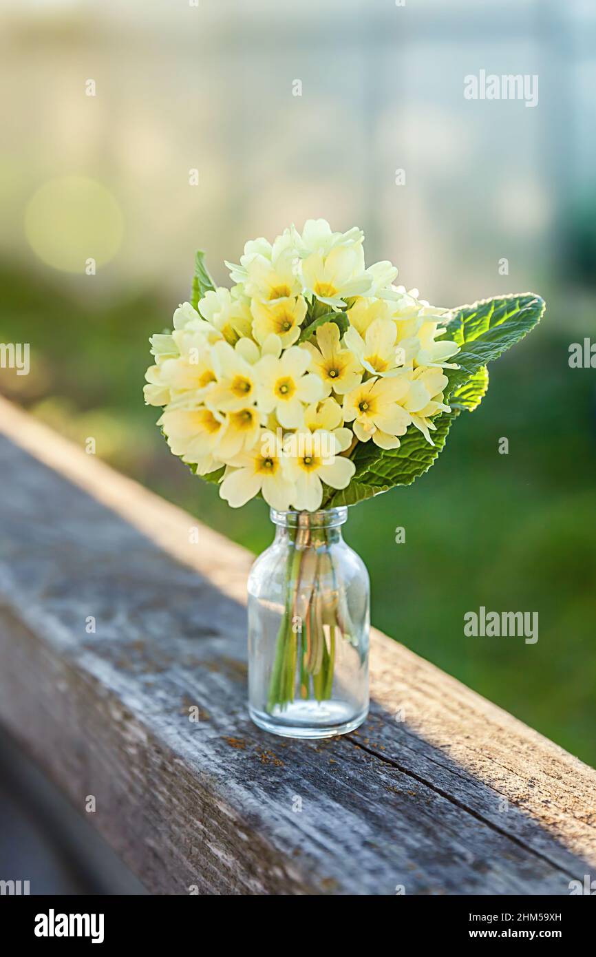 Easter concept. Bouquet of Primrose Primula with yellow flowers in ...