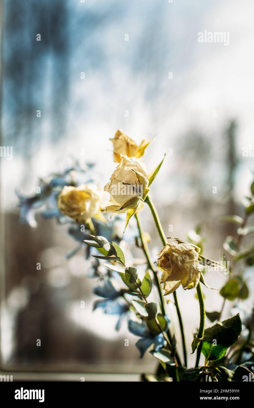 Wilting roses and flowers in the morning light in upstate NY Stock ...