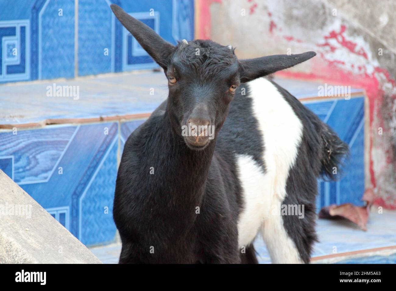 baby goat in laos Stock Photo - Alamy