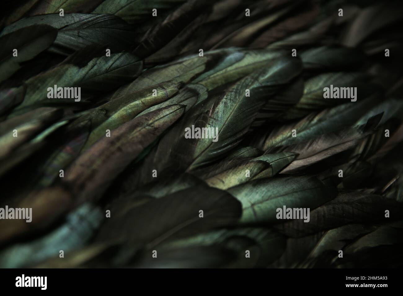 Bird with bright green plumage hi-res stock photography and images - Alamy