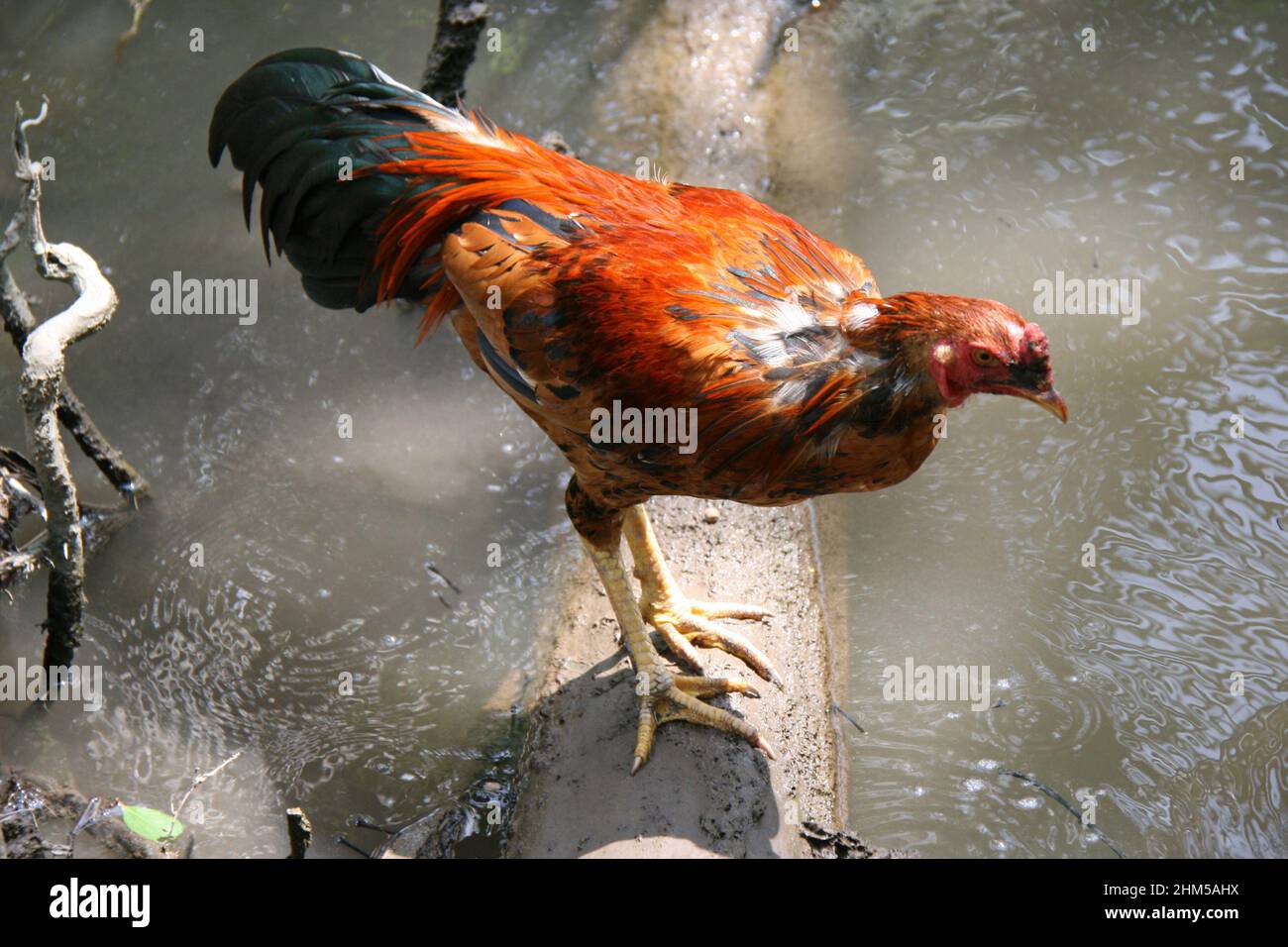 Vietnamese rooster hi-res stock photography and images - Alamy