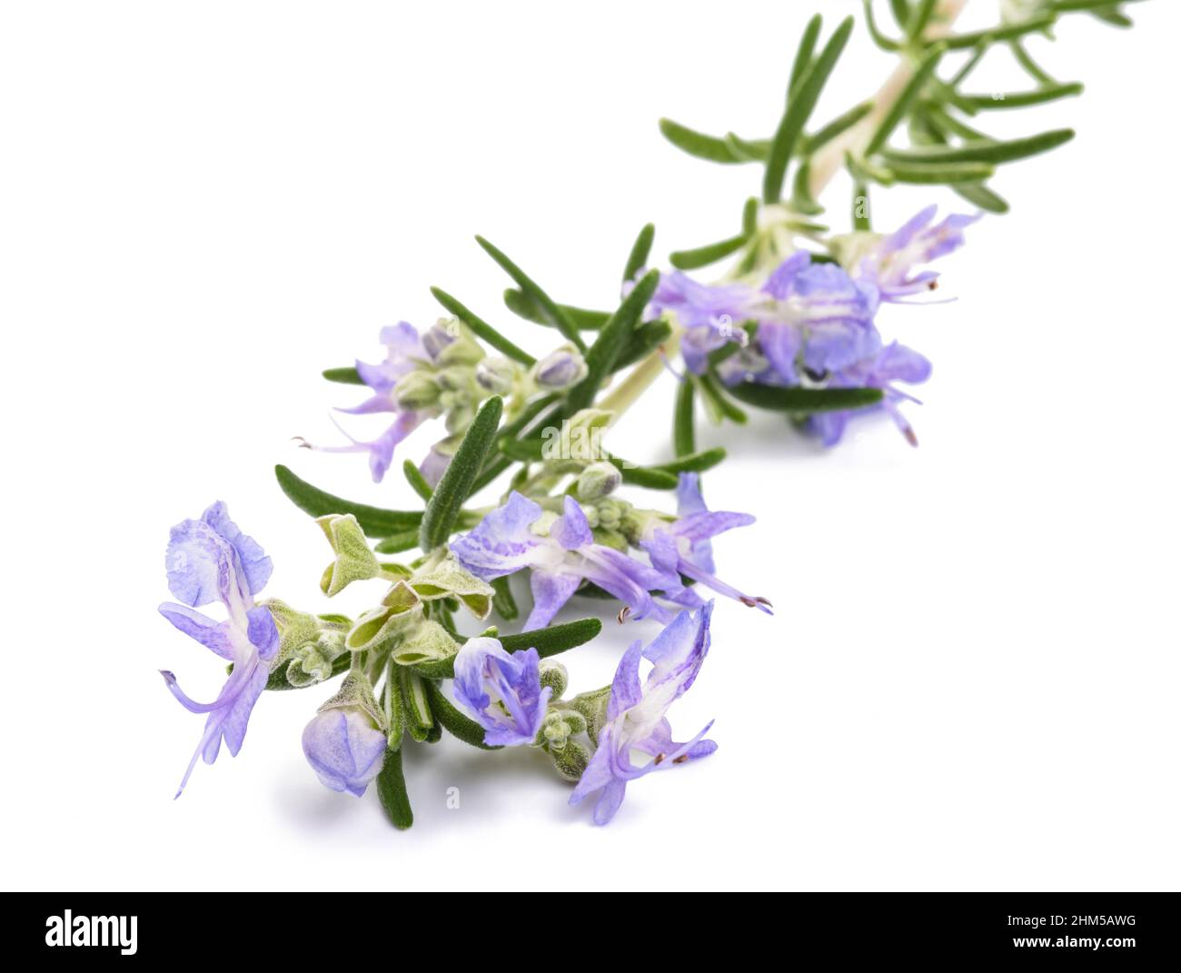 Rosemary sprig in flowers isolated on white background Stock Photo - Alamy