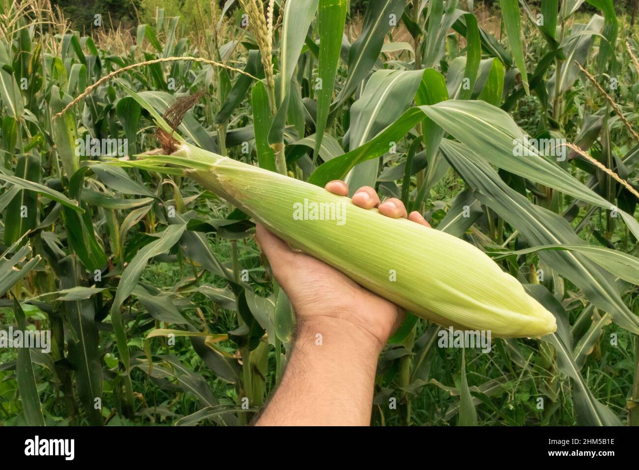 Farmer holding a corn cob on plantation field, earth day spring holiday ...