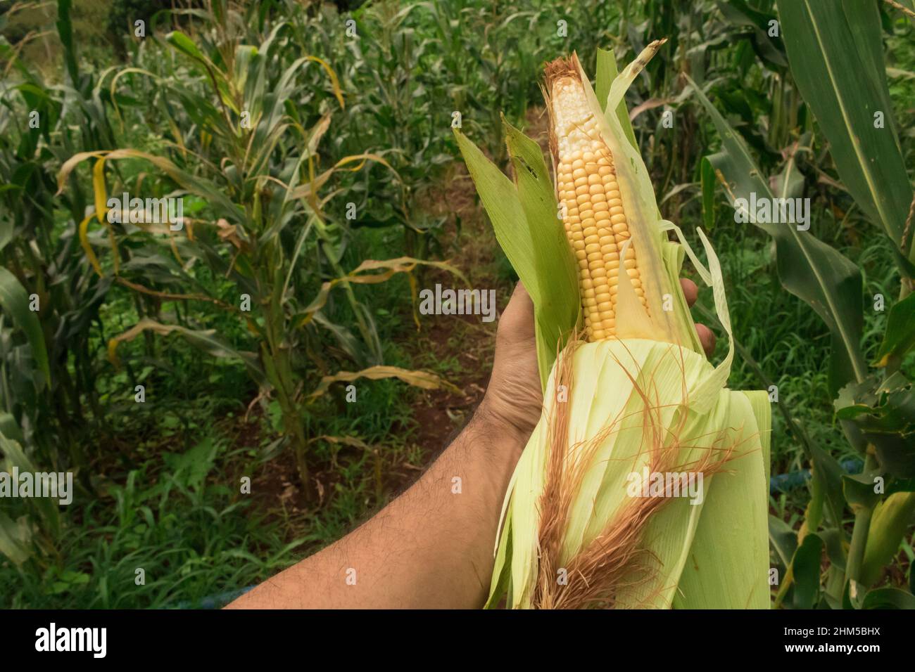 Farmer holding a corn cob on plantation field, earth day spring holiday ...