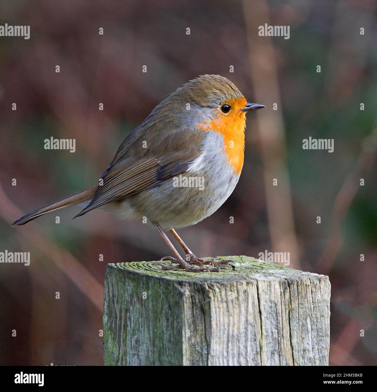 Scottish resident species hi-res stock photography and images - Alamy
