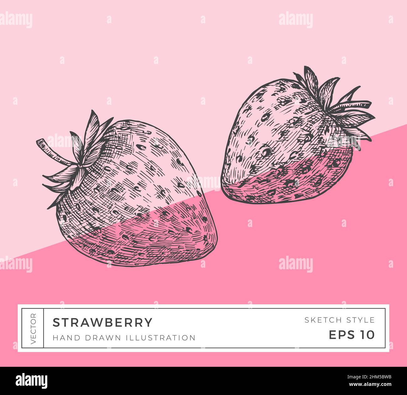 Hand Drawn Vector Strawberry Berries Illustration. Vegan Plant Based ...
