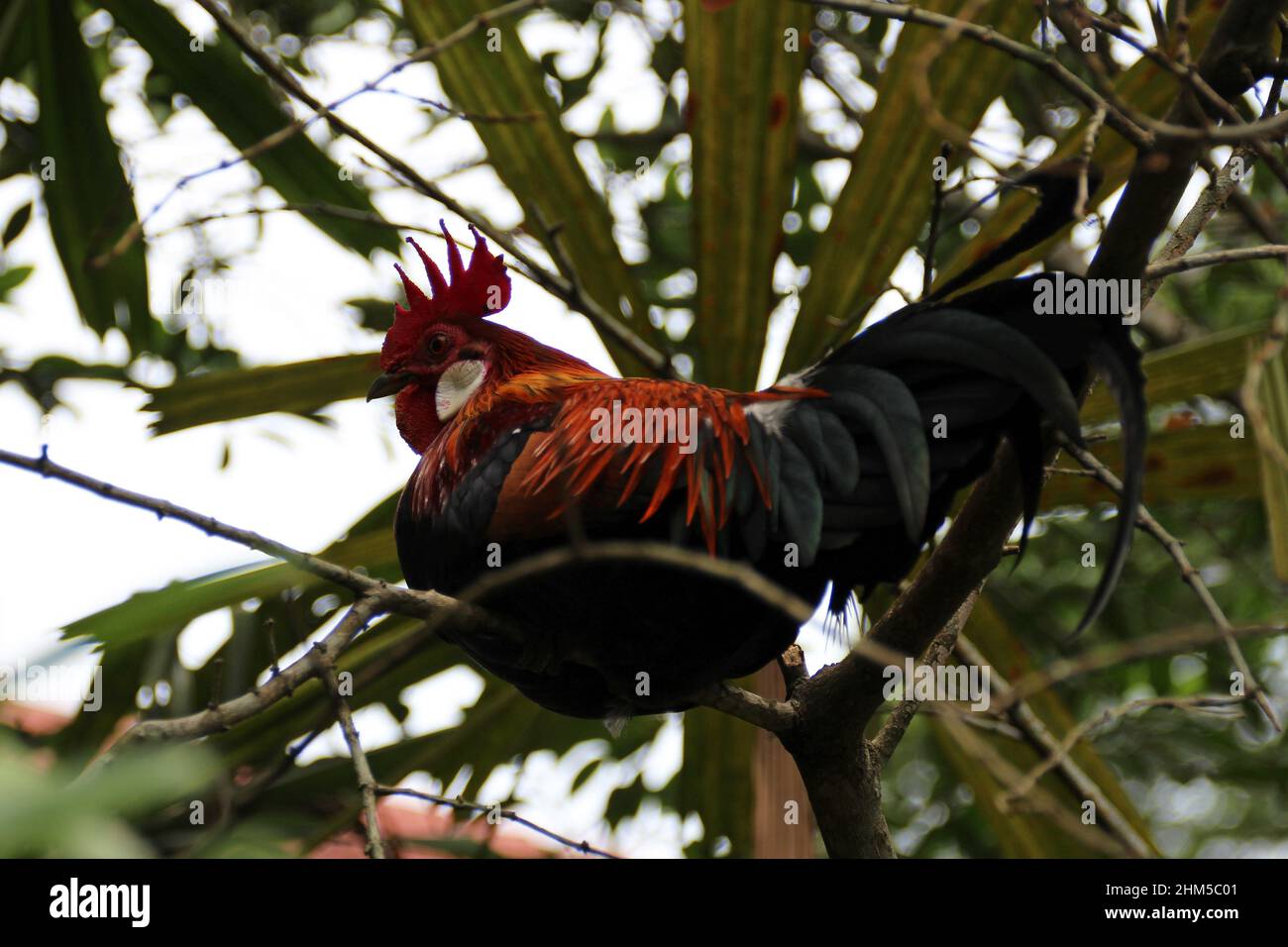 Singapore rooster hi-res stock photography and images - Alamy