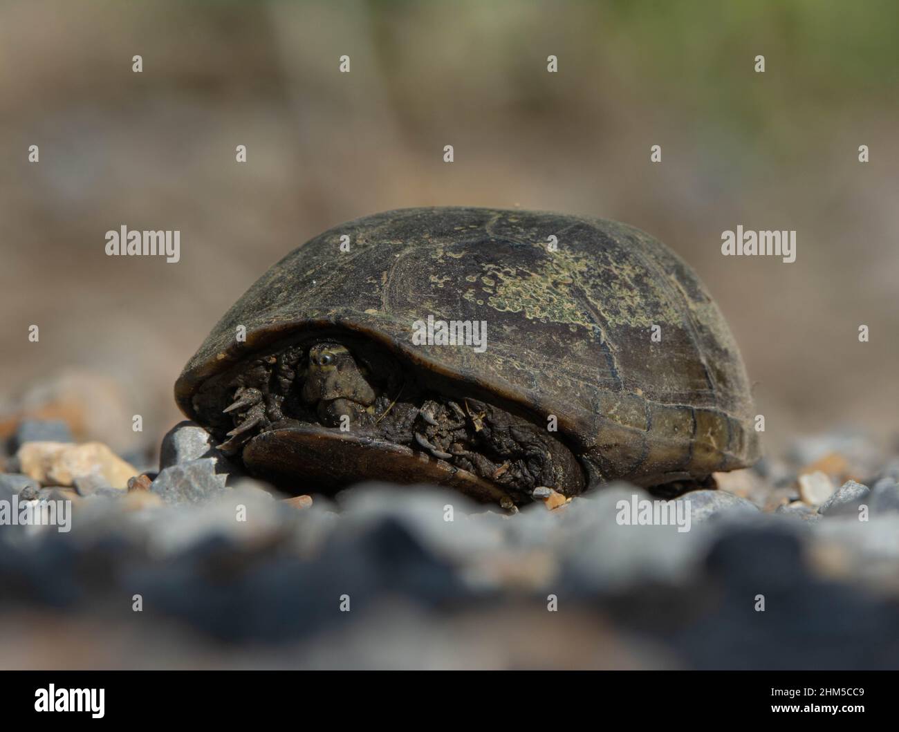 Mississippi Mud Turtle (Kinosternon subrubrum hippocrepis) from St ...