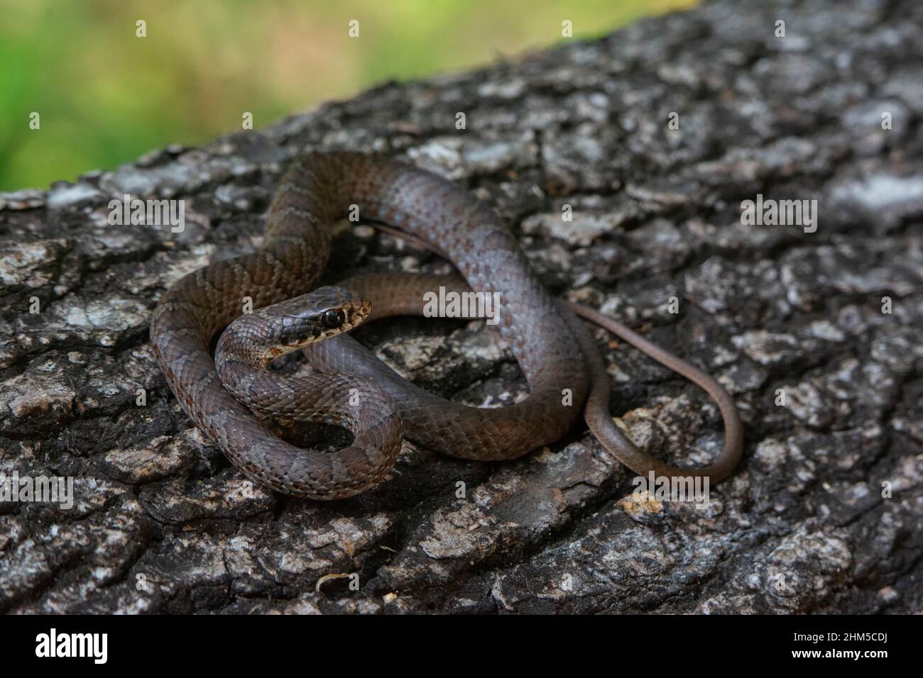 Coluber constrictor latrunculus hi-res stock photography and images - Alamy